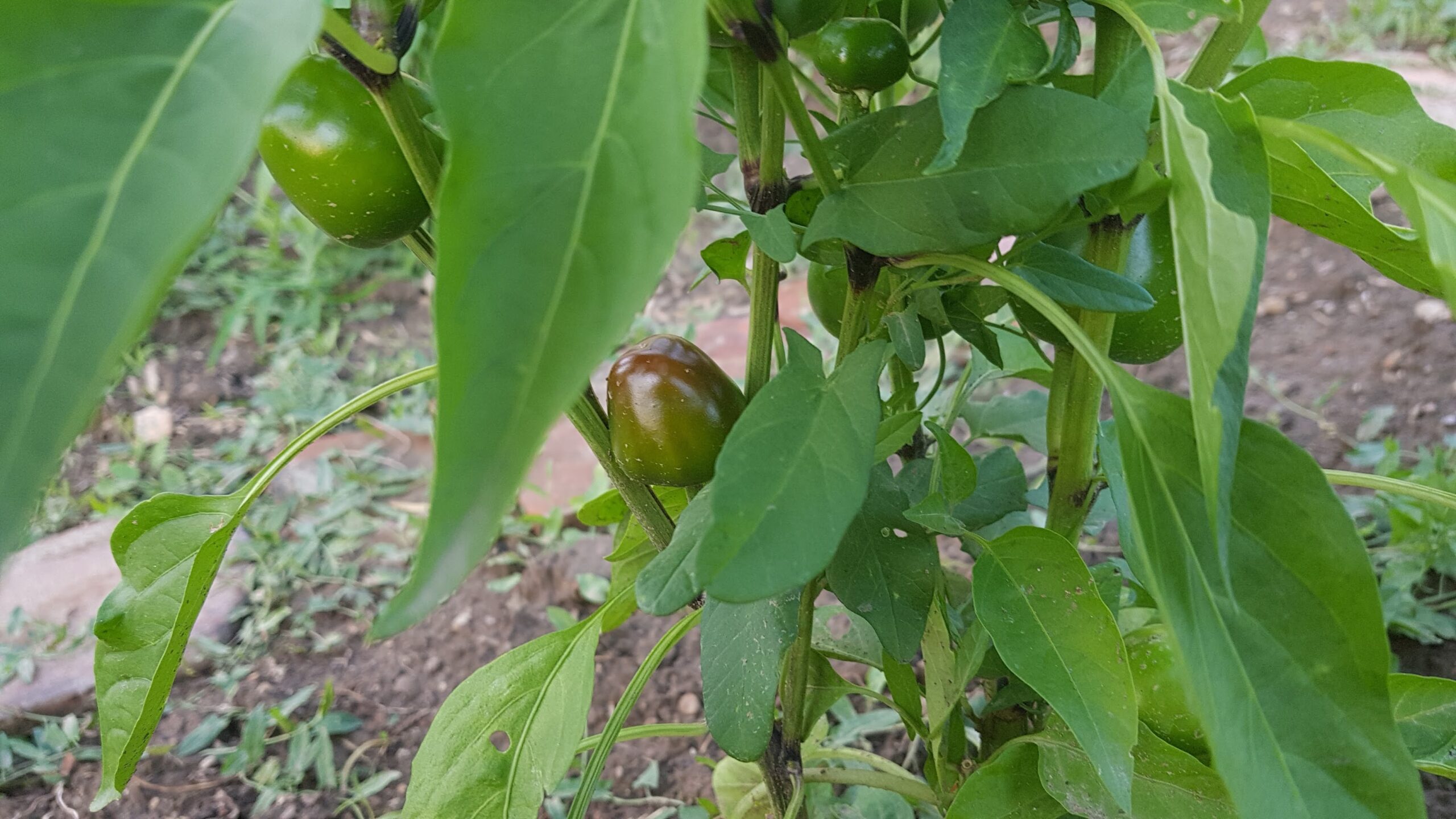 Italian Cherry Bomb - My Chilli Garden