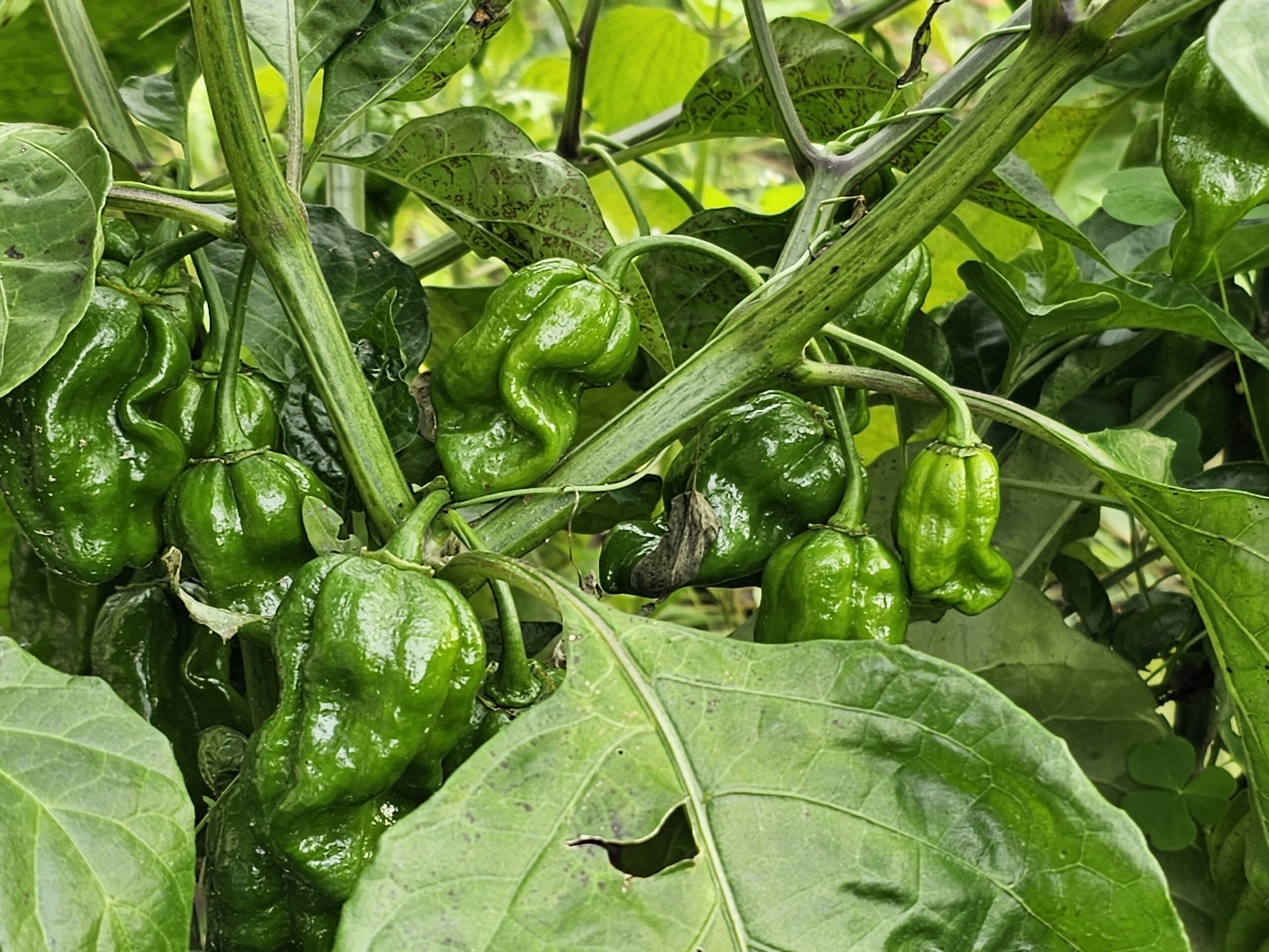 Green Chilli Peppers Coming in Strong - My Chilli Garden