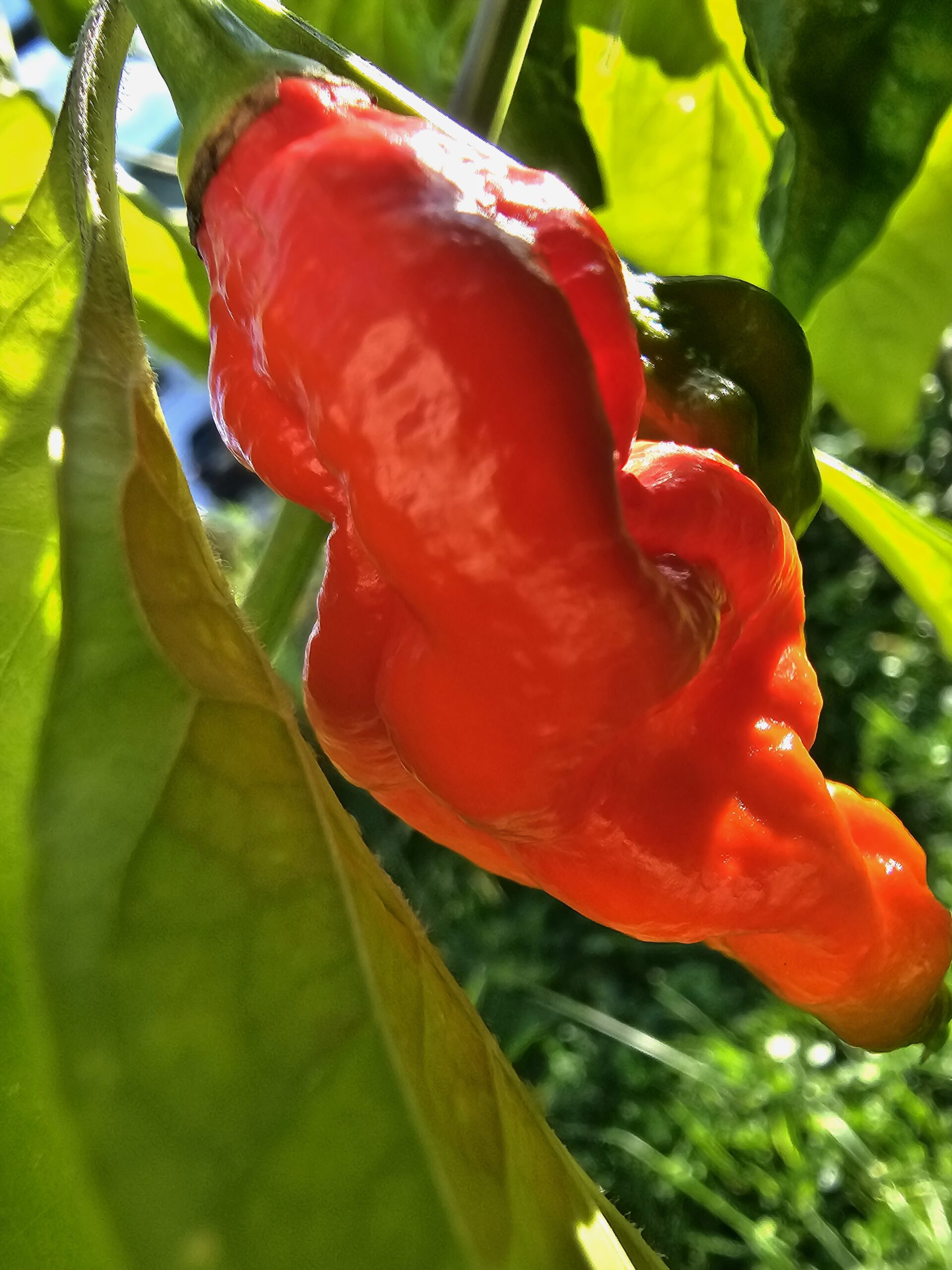 Ghost Pepper - My Chilli Garden