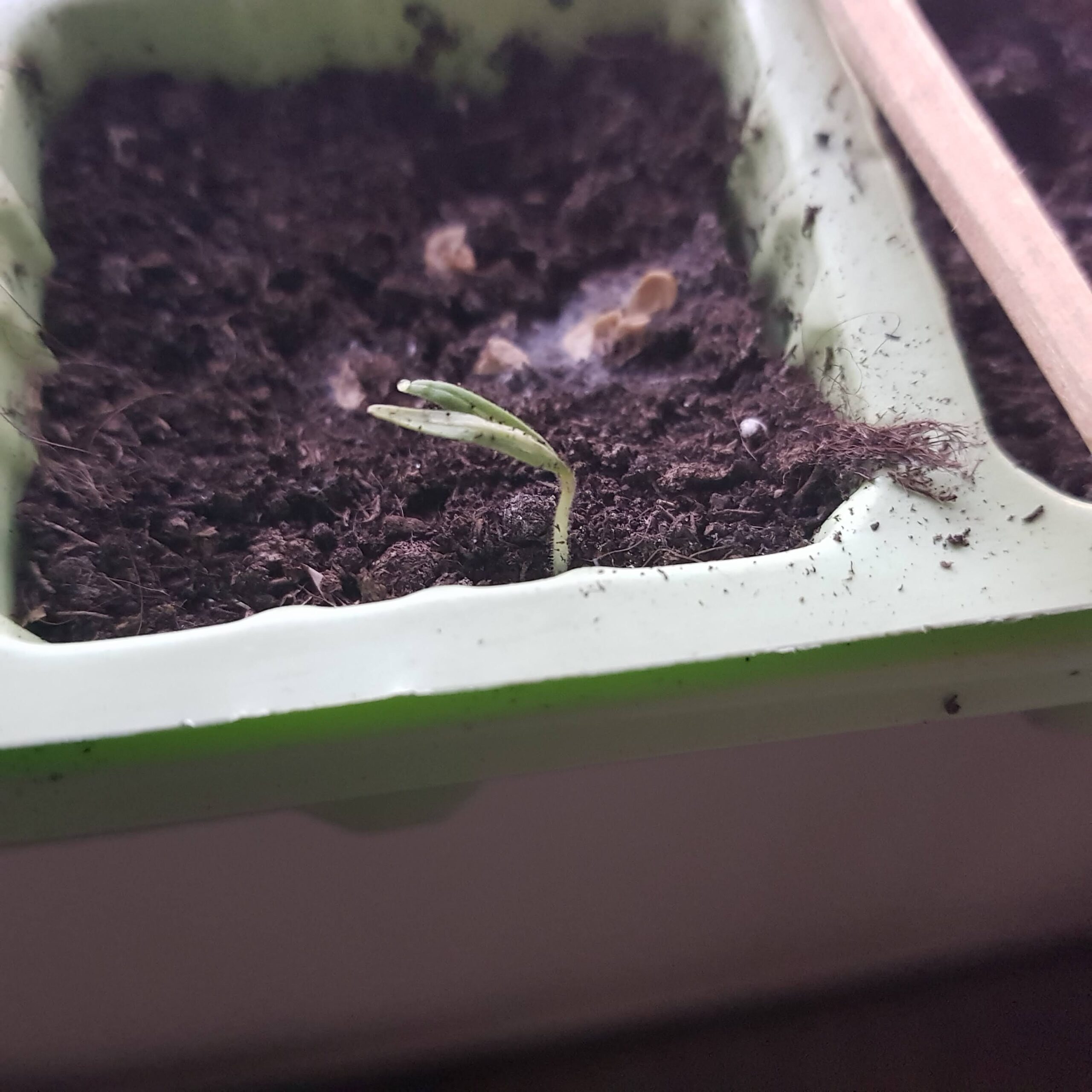 Guide to Growing Chili from Seed - My Chilli Garden
