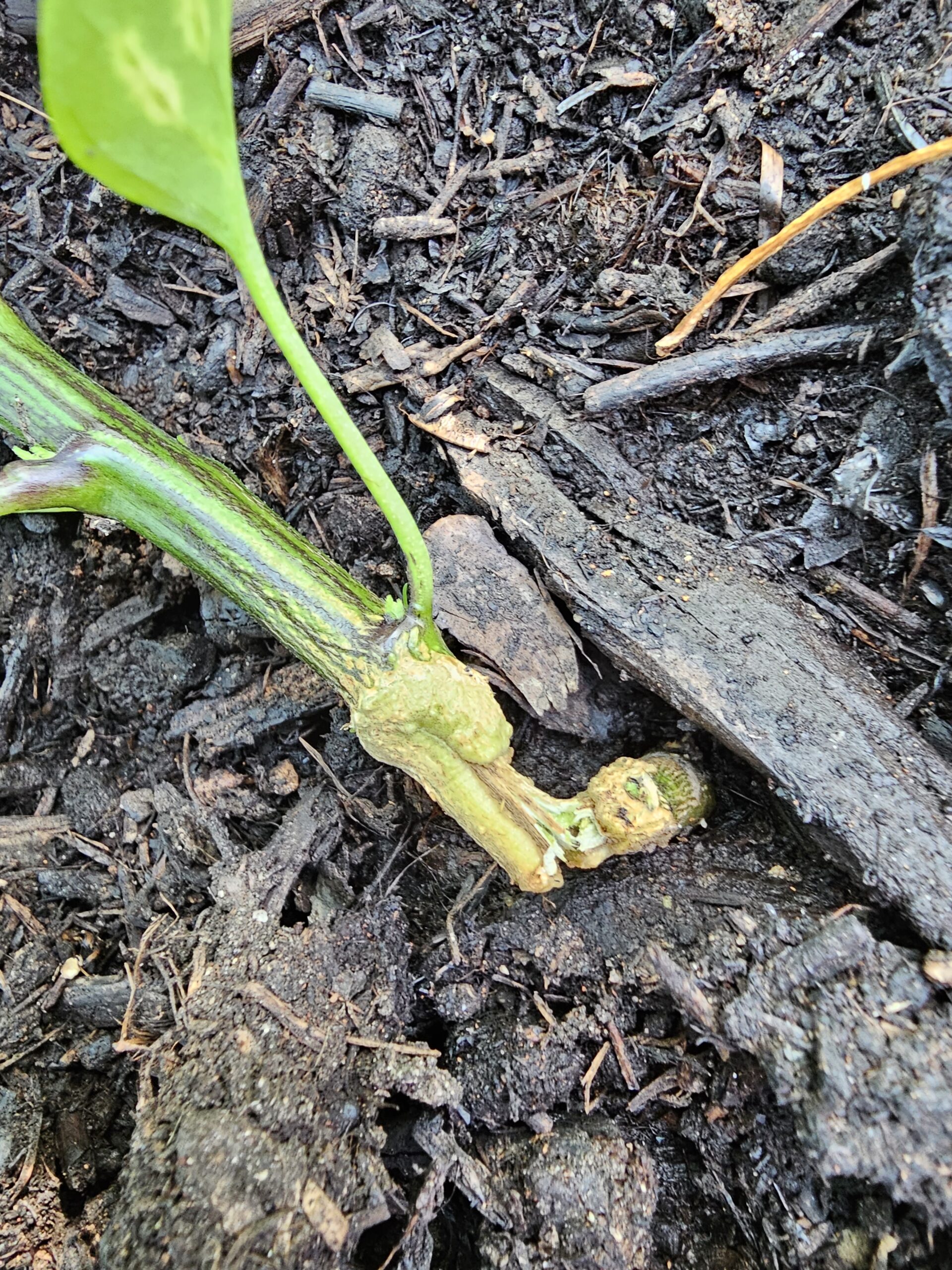 How to Heal a Broken Chilli Plant - My Chilli Garden