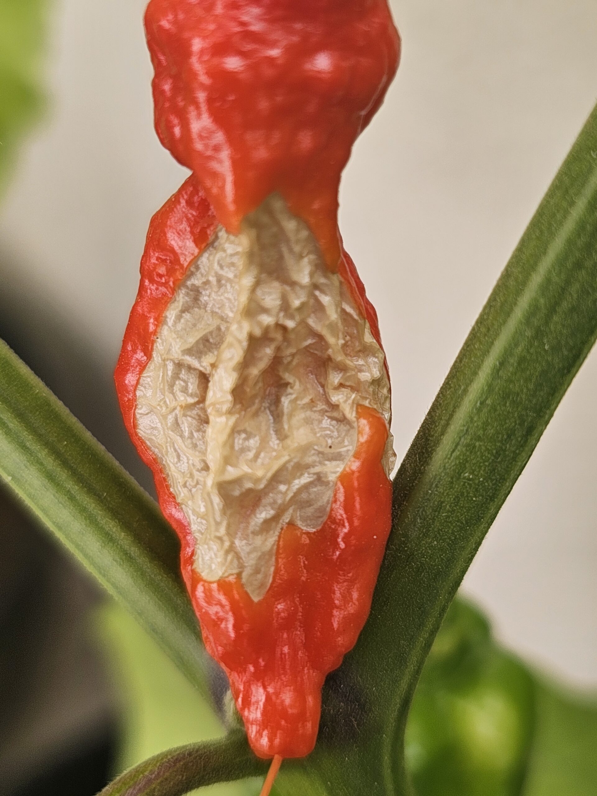 Understanding Blossom End Rot (BER) in Chili Peppers - My Chilli Garden