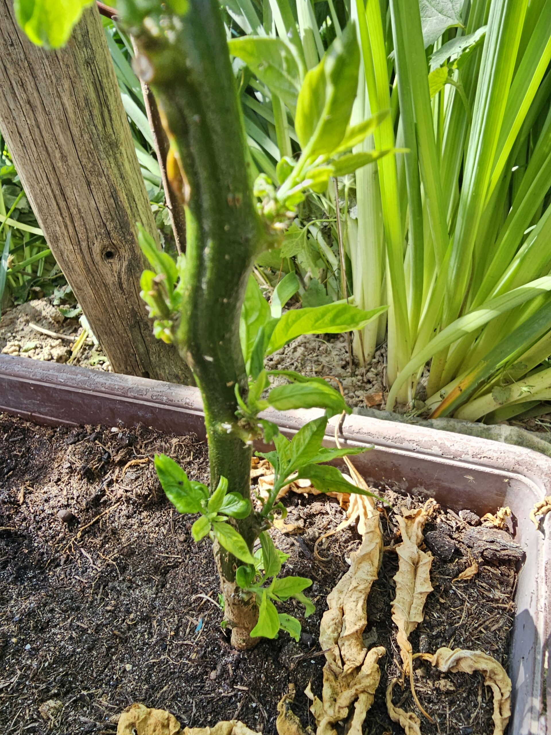How to Overwinter Chili Plants - My Chilli Garden