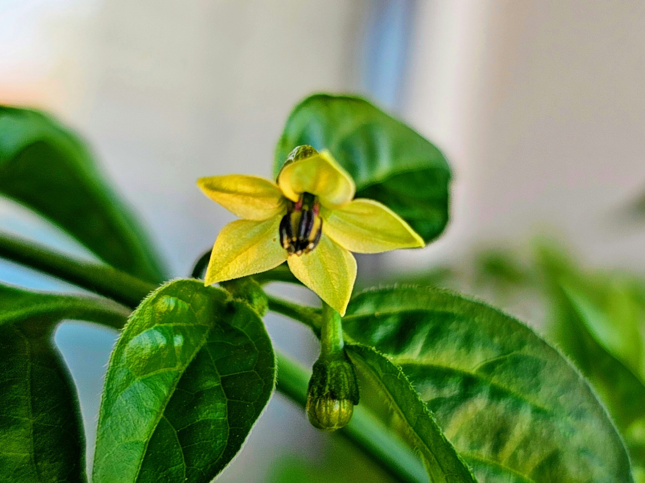 Capsicum chinense Flowers - My Chilli Garden
