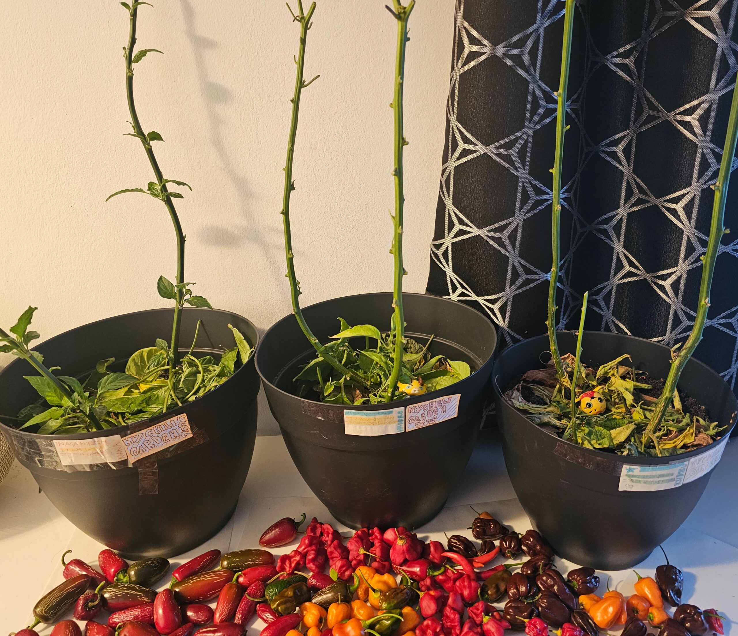 How to Overwinter Chillies - My Chilli Garden