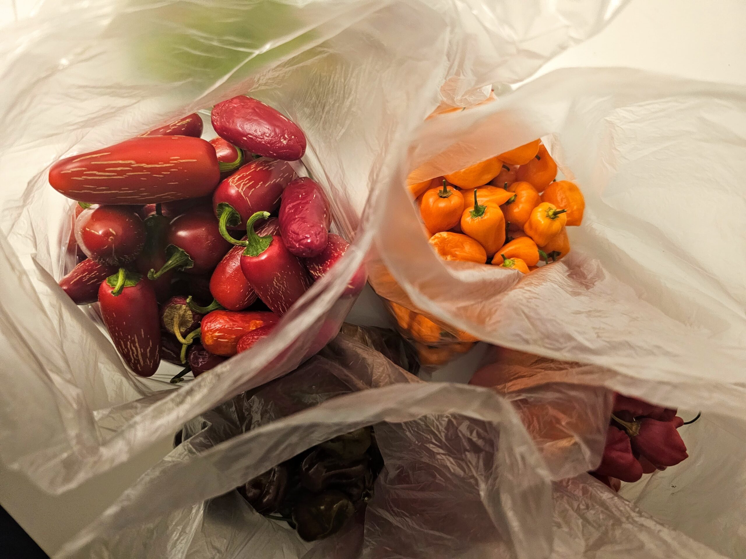 How to Freeze Chillies - My Chilli Garden
